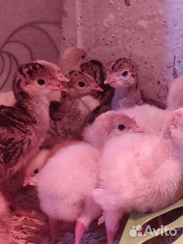 Индюшата белая широкогрудая,бронза д.американская