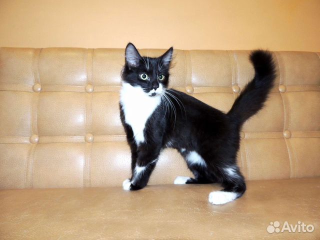 Котенок, мальчик, 4 месяца, очень ласковый