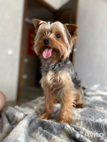 Вязка Йоркширского терьера