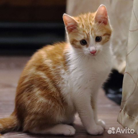Котёнок в добрые руки. От хозяина к хозяину