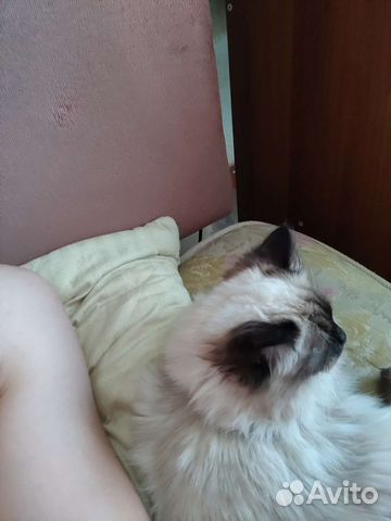 Кошка Балинезийская