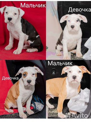 Американский стаффордширский терьер щенки РКФ