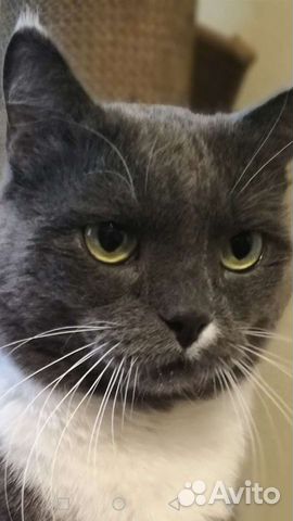 Кот- великан