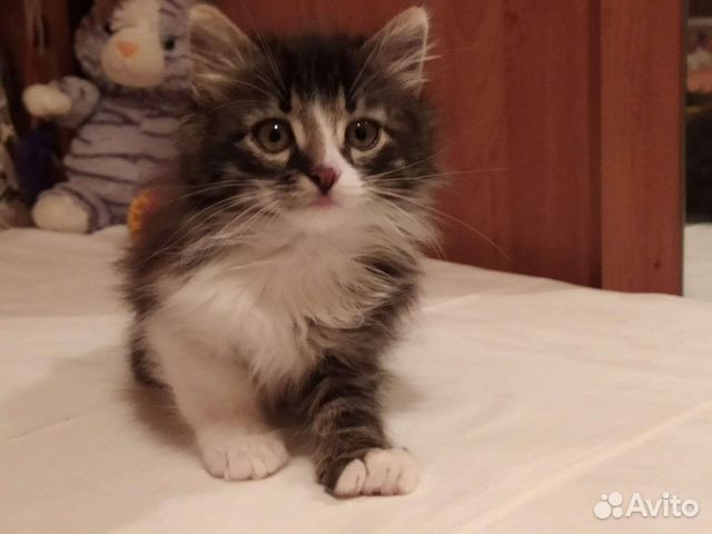 Котенок пушистый с огромными глазами в дар 1,5 мес
