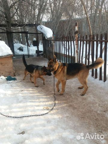 Немецкая овчарка