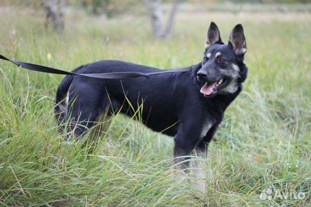 Милый Макс так долго в приюте
