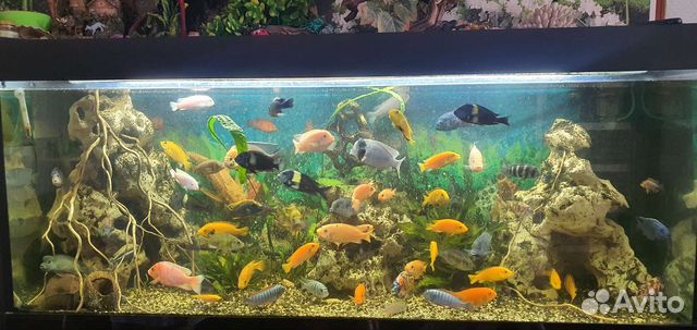 Аквариум