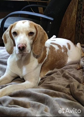 Бигль бесплатно