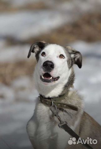 Большое чадо