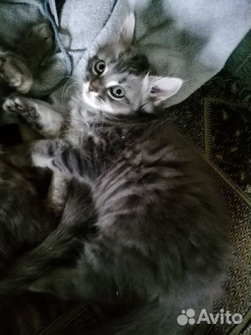 Британские котята