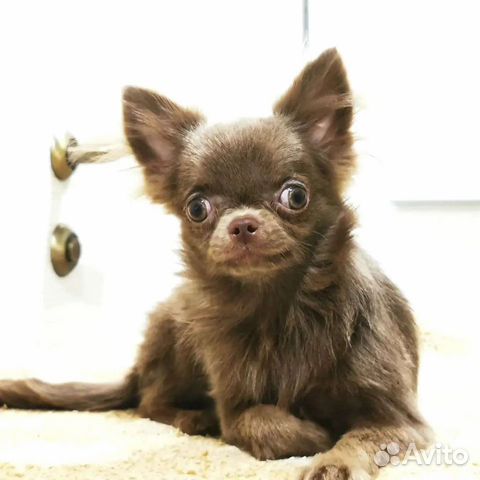 Чихуахуа Девочка лиловая без Алопеции