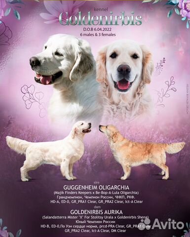 Мальчик золотистый ретривер