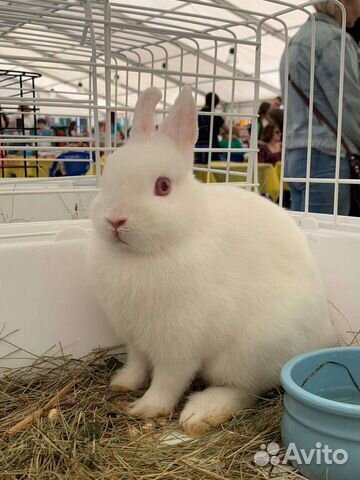 Нидерландский карликовый кролик