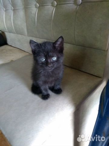 Котенок сладулька