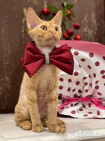 Девон-рекс огонёк