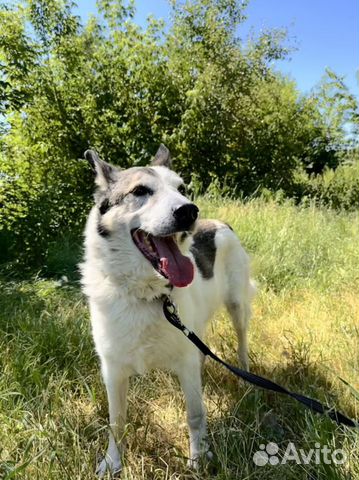 Собака Клёпа. Спасите из приюта