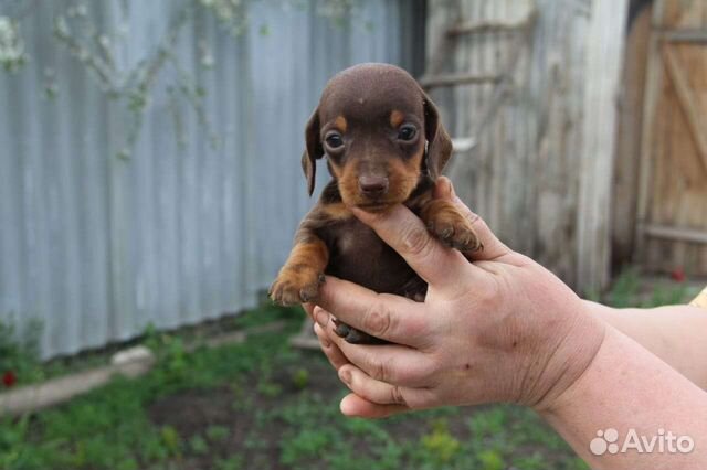 Таксята кроличьи миниатюрные