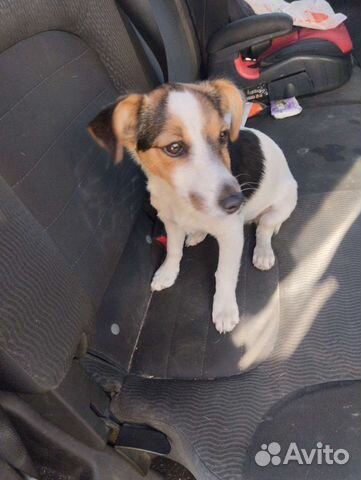 Найден Джек Рассел терьер