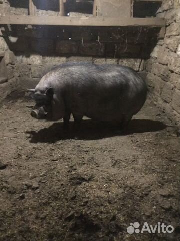 Кабанчик на племя