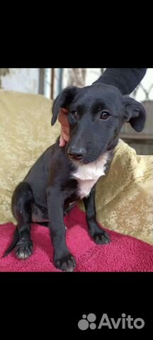 Девочка от домашней собачки 3,6 месяцев доставим