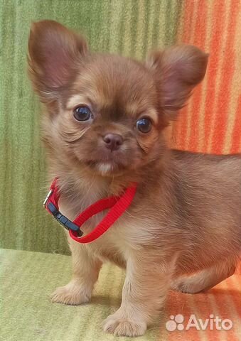 Красавица Эрика