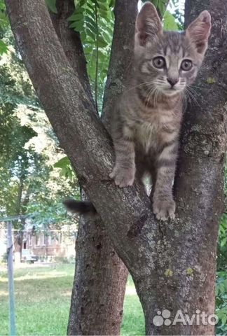 Кошка в дар