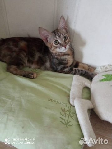 Котенок 4 месяца, Лизавета