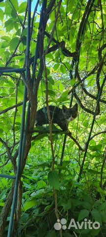 Котята с приданным