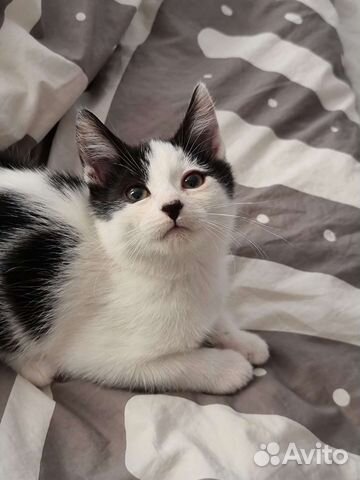 Котенок Кузя