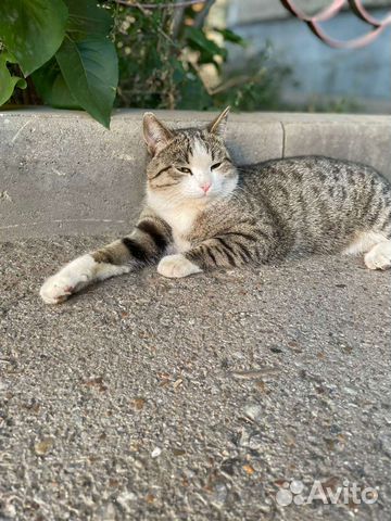 Котенок кот в добрые руки