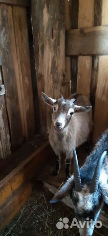 Козы дойные чешские