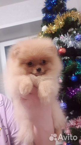 Померанский шпиц девочка