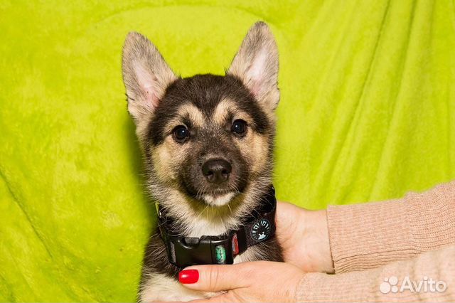 Восточноевропейская овчарка