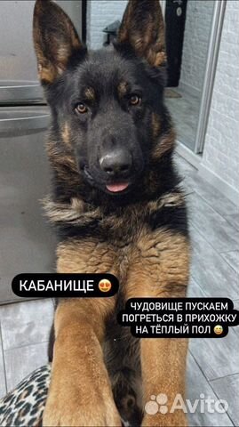 Немецкая овчарка вязка кобель