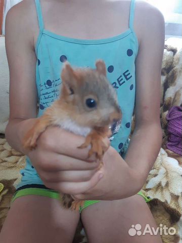 Белка, бельчата