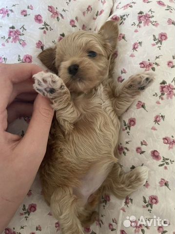 Премиум крошка малышка maltipoo mini