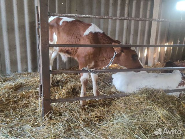 Бычки и телята