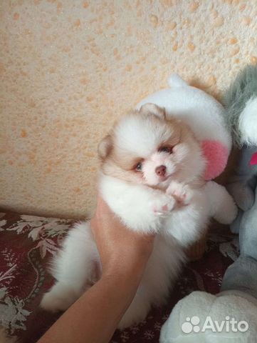 Померанский шпиц мини