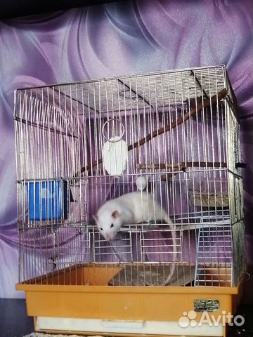 Крысы с клеткой