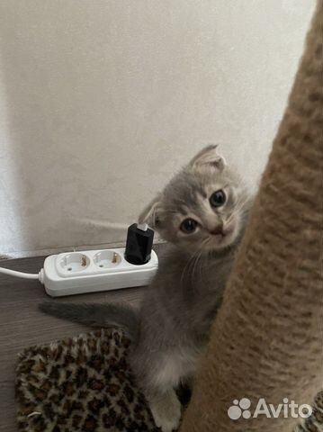 Вислоухие котята