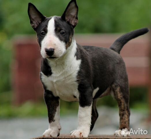 Девочка миниатюрного бультерьера