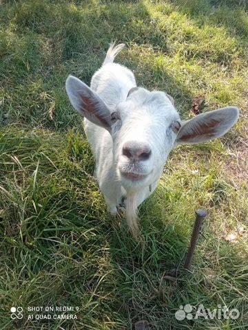 Коза и козочка