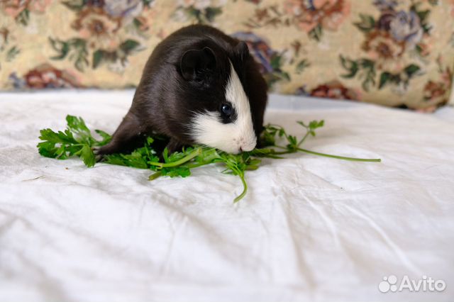 Морские свинки. Отдам в добрые руки