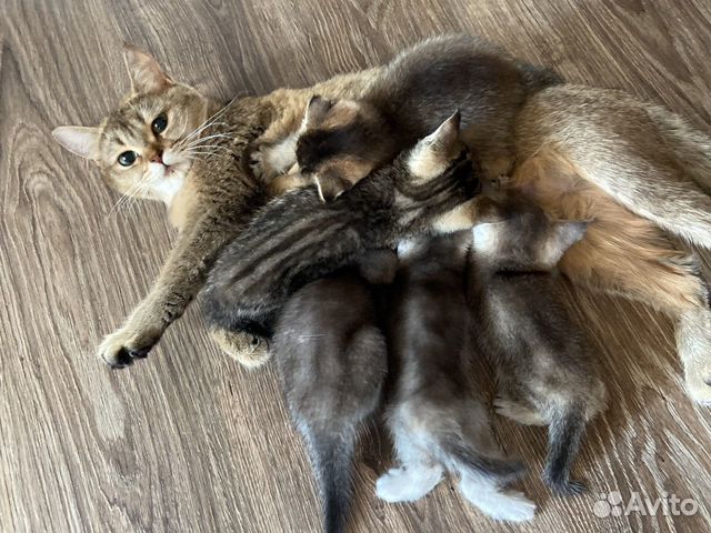 Кошки британцы