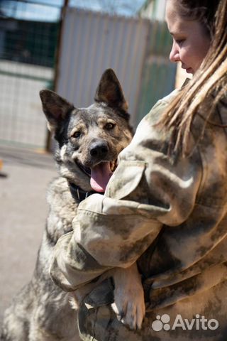Овчарка Бобби не должна быть в приюте