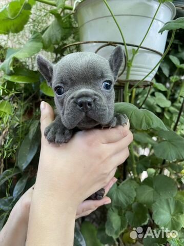 Французский бульдог голубой mini