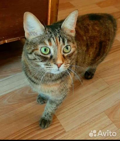 Сонечка ищет дом