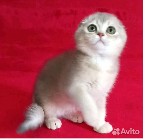 Мальчик скоттиш фолд SFS ay11