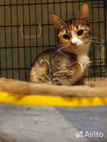 Кошка котенок девочка