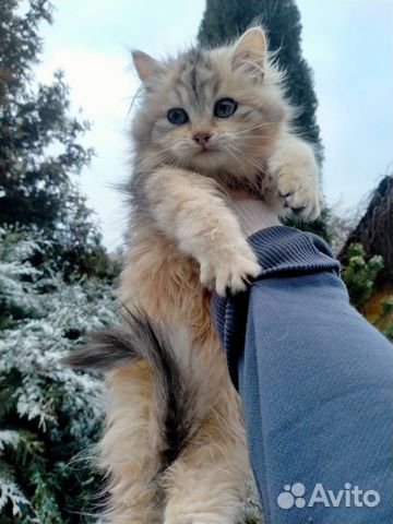 Настоящие сибиряки